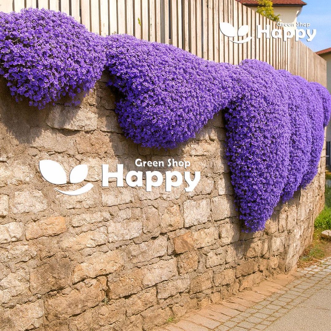 700 SEEDS - Rock Cress Cascade Mix - Aubrieta Cultorum Hybrida ...