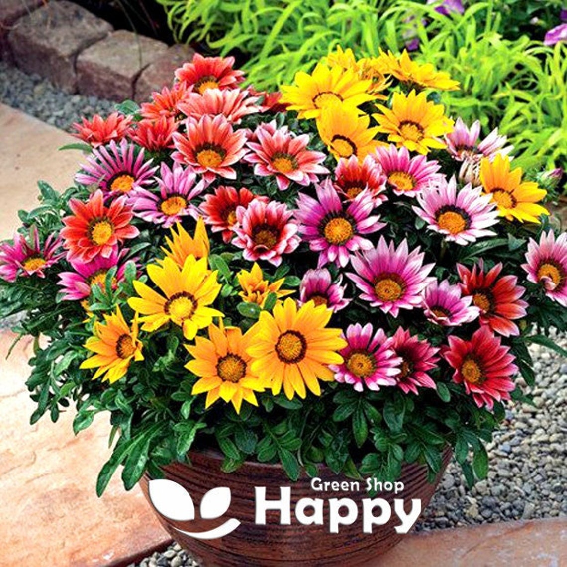 GAZANIA MIX Gazania Splendens Hybrida 150 Seeds Very Large - Etsy
