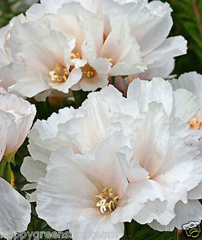 GODETIA GRANDIFLORA WHITE - 1000 Seeds - Dutchess of Albany ...