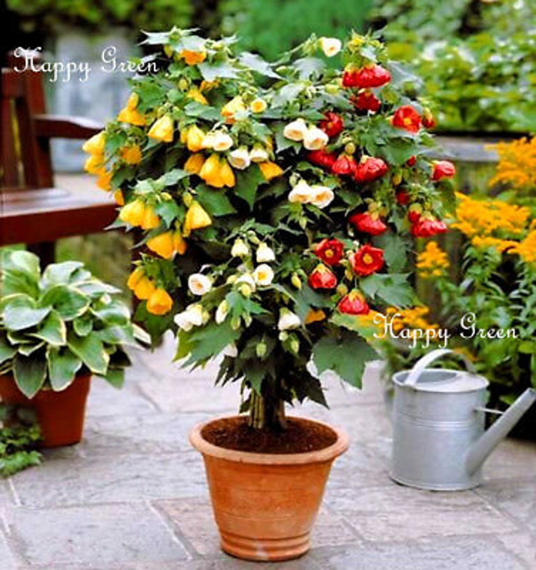 30 Seeds - FLOWERING MAPLE MIX - Abutilon Hybridum Bellvue - Pot and ...
