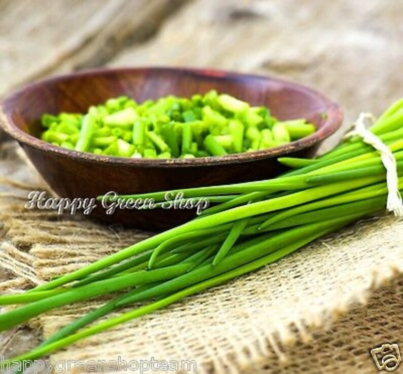 HERB - CHIVES Thin Chicks - 1000 Seeds - Fantastic Garden Balcony Herb ...