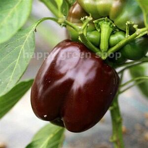 Vegetable Sweet Pepper Chocolate Baby Peppers 70 Seeds Capsicum Annuum ...