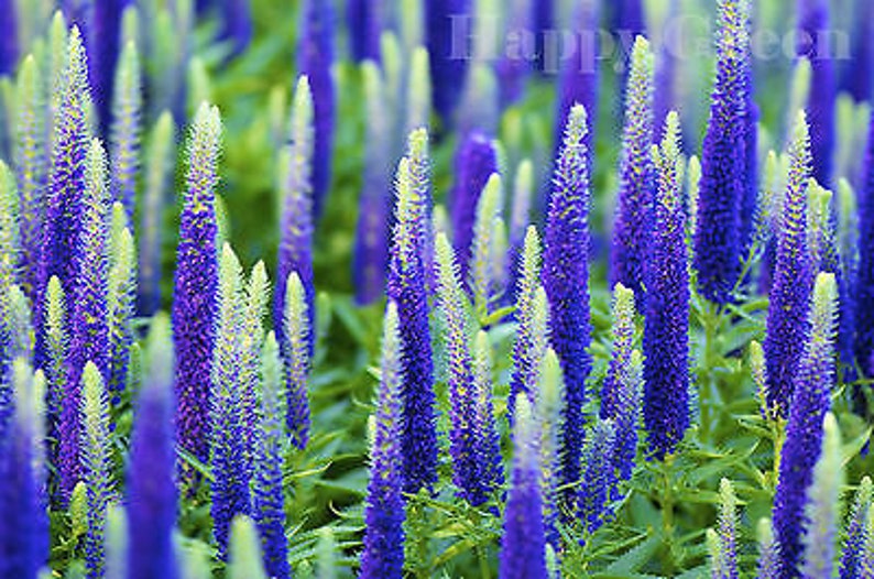 SPIKED SPEEDWELL Veronica Spicata 1300 Seeds Perennial - Etsy
