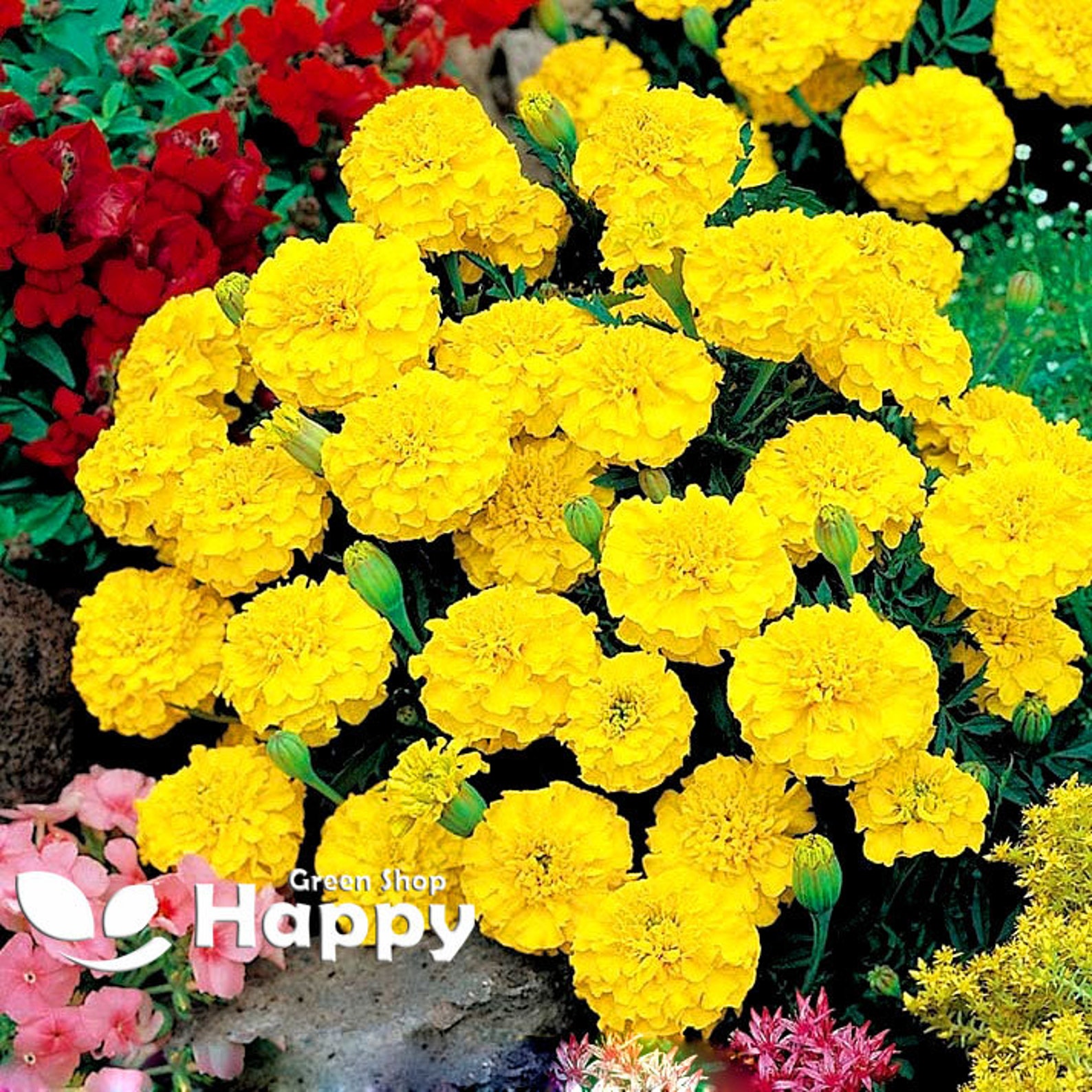 French Marigold Nana Double Honey Moon - 350 Seeds (tagetes Patula) - Etsy