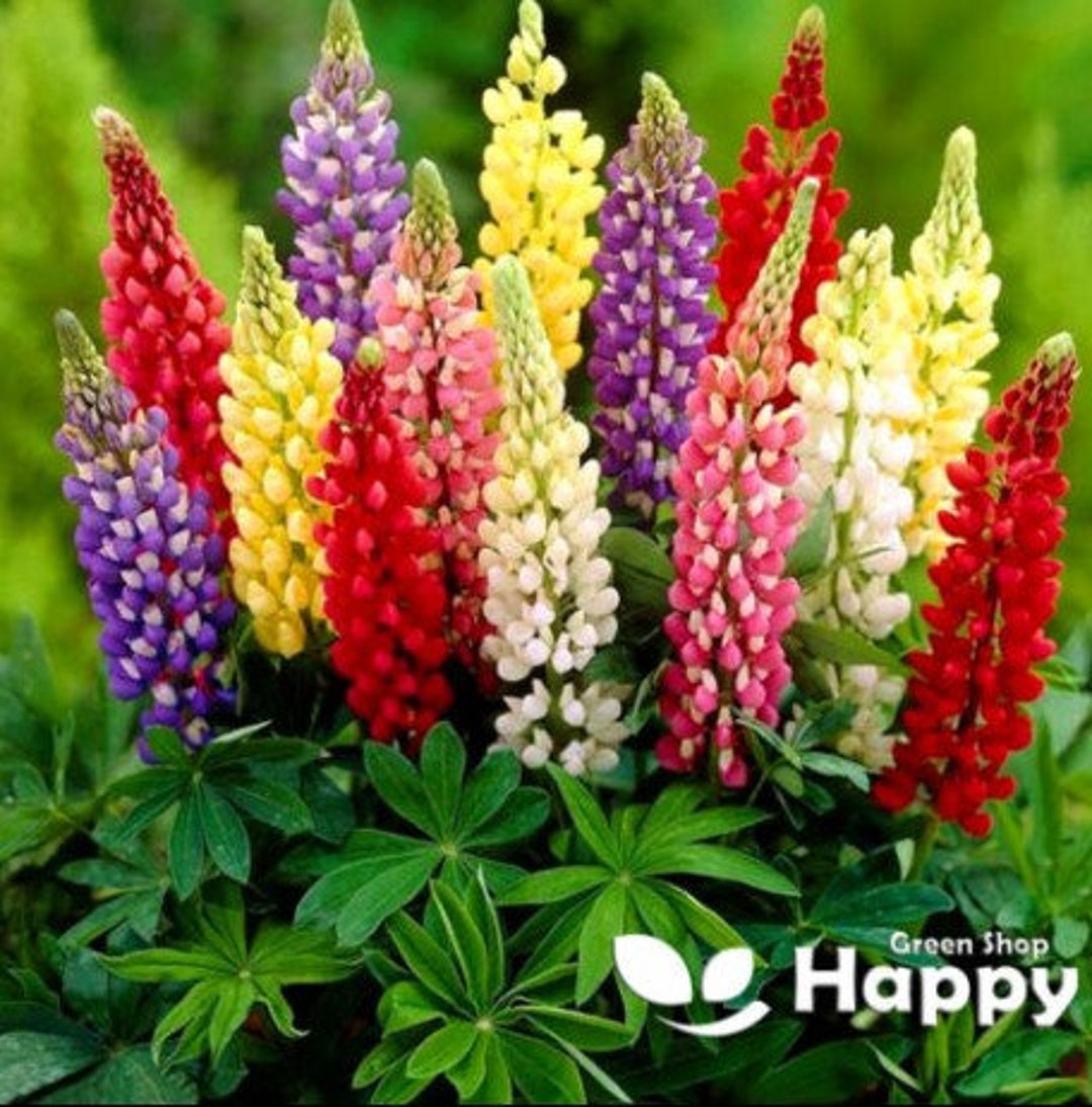RUSSELL LUPIN MINARETTE Dwarf Mix- 60 Seeds - Lupinus Polyphyllus ...
