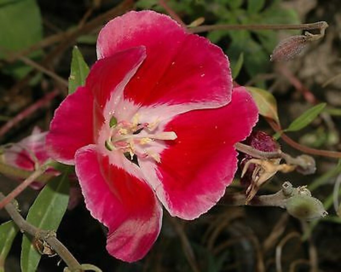 Godetia Monarch Mixed - 2000 Seeds - CLARKIA AMOENA - Godetia ...