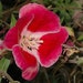 Godetia Monarch Mixed - 2000 Seeds - CLARKIA AMOENA - Godetia ...