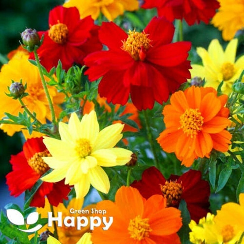 Fleur - Cosmos nain - TAPIS MIXTE - 60 graines - Cosmos sulphureus ...