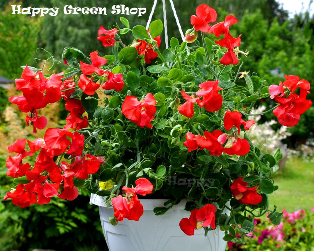 Sweet Pea - Dwarf Scarlet - 20 Seeds - Lathyrus Odoratus - Annual ...