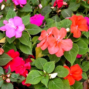 BUSY LIZZIE MIX - 200 Seeds - Impatiens Waleriana - Annual Bedding Pot ...