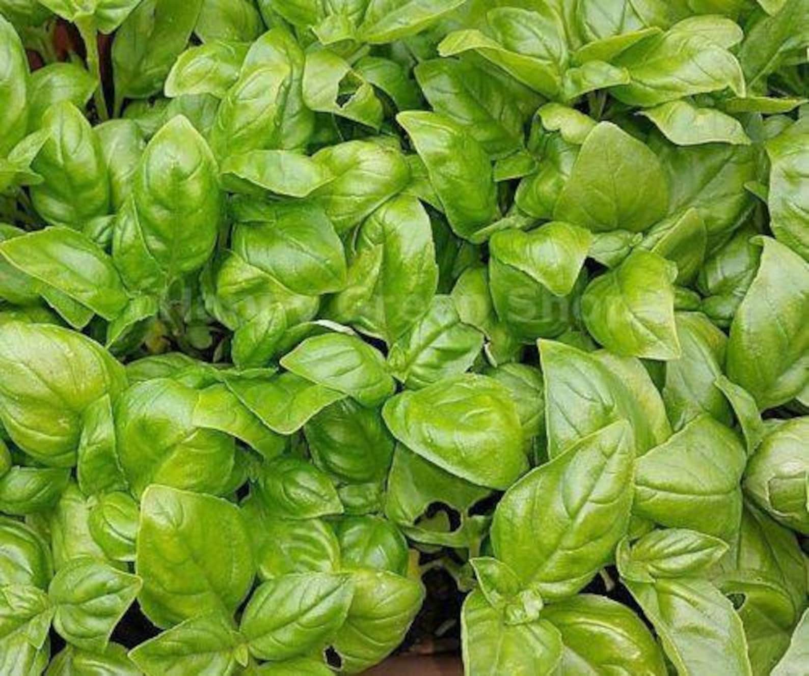 Basil ITALIAN SWEET GENOVESE 2000 Seeds Ocimum Basilicum - Etsy Canada