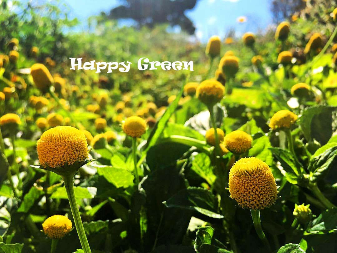 TOOTHACHE PLANT 400 SEEDS Spilanthes Oleracea Perennial - Etsy