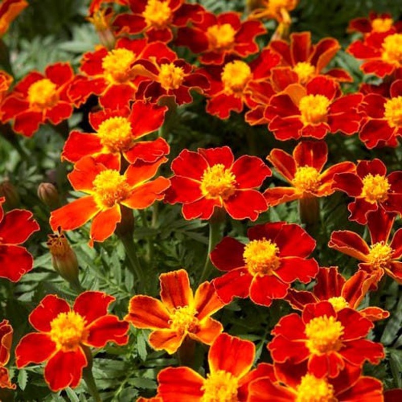 Signet Marigold - RED GEM PAPRICA - 450 Seeds - Tagetes Tenuifolia ...
