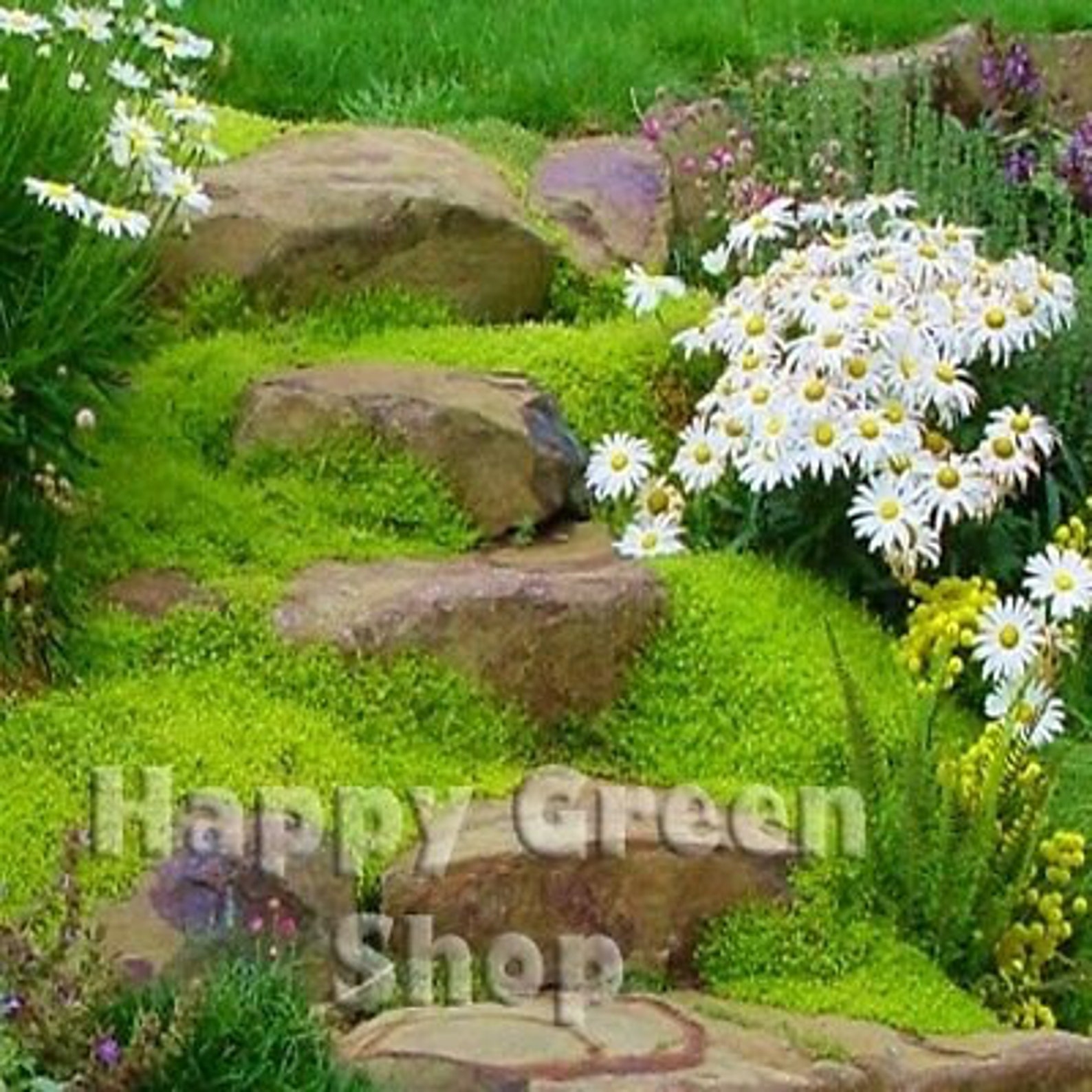 IRISH MOSS - 1000 Seeds - Sagina Subulata - Heath Pearlwort Lawn ...