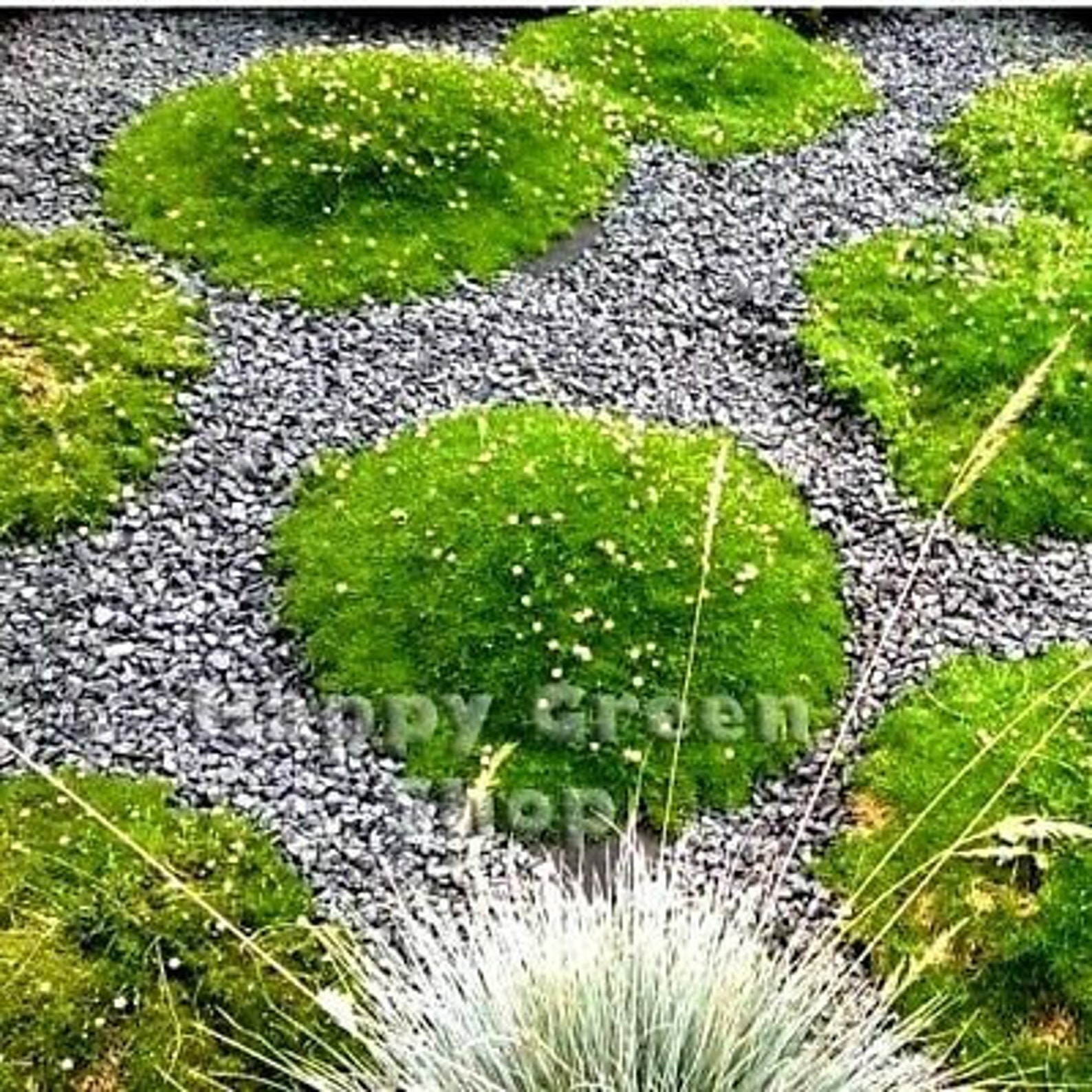 IRISH MOSS - 1200 Seeds - Sagina Subulata - Heath Pearlwort Lawn ...