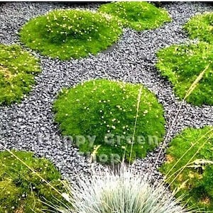 IRISH MOSS - 1000 Seeds - Sagina Subulata - Heath Pearlwort Lawn ...