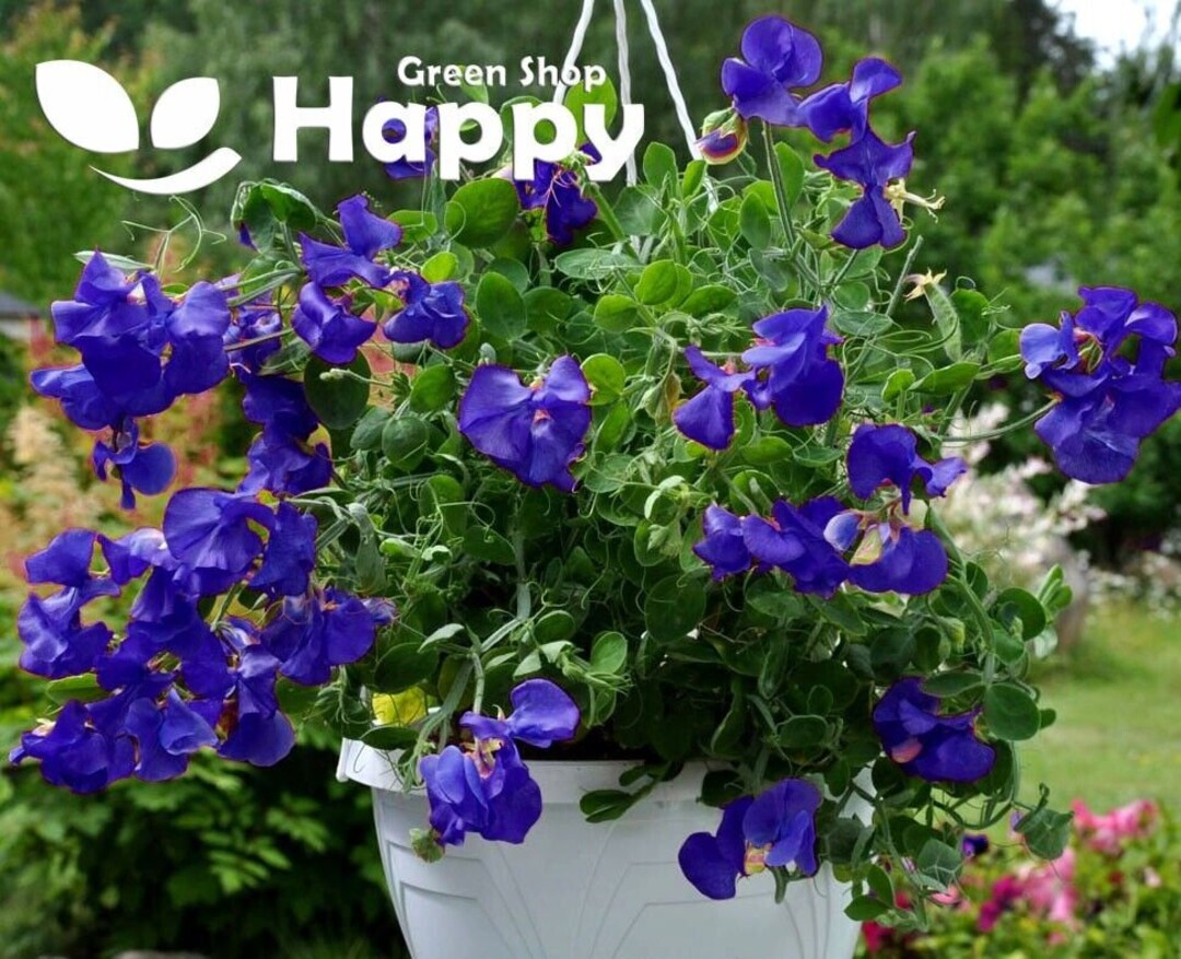 Sweet Pea - DWARF NAVY BLUE - 20 Seeds - Lathyrus Odoratus - Hanging ...