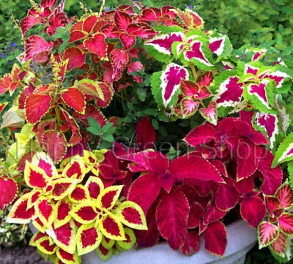 130 Seeds Coleus Blumei Everest Formula Mix Exotic Plant - Etsy