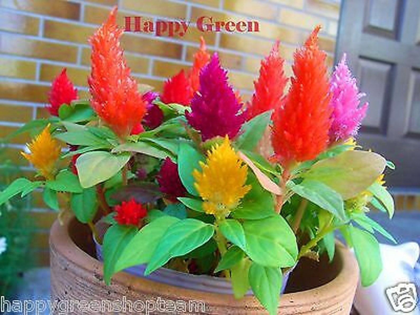 DWARF PLUMED COCKSCOMB Glitters Mixed 100 Seeds Celosia - Etsy UK