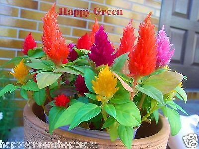 DWARF PLUMED COCKSCOMB Glitters Mixed 100 Seeds Celosia - Etsy UK