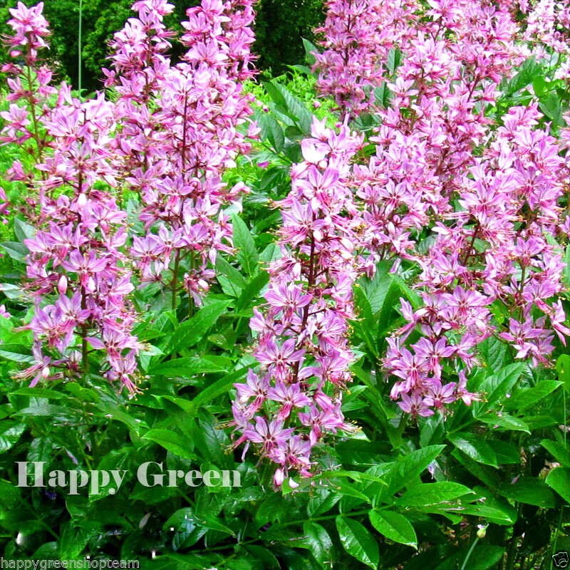 BURNING BUSH 25 SEEDS Dictamnus Fraxinella Attractive to - Etsy