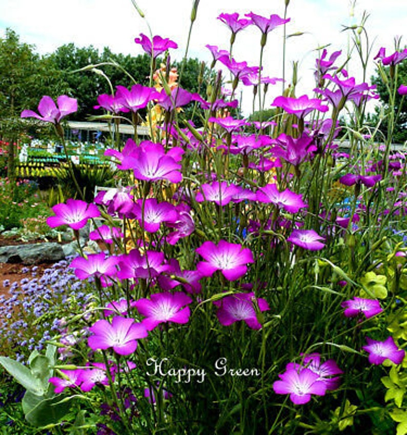 Agrostemma Milas Rose 500 SEEDS Agrostemma Githago - Etsy