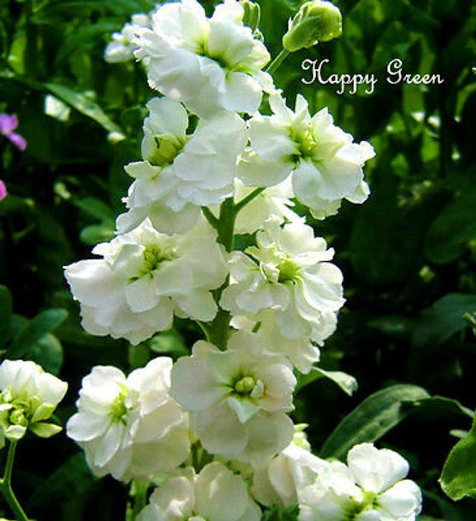 Stock White Matthiola Incana Annua Excelsior 150 Seeds | Etsy