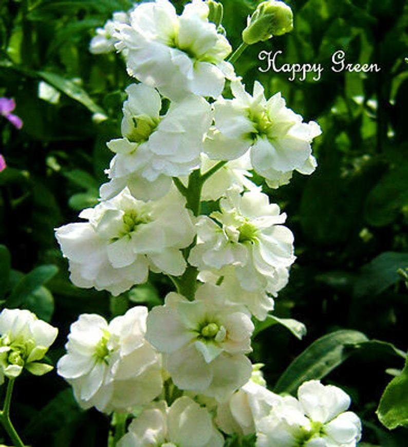 Stock White Matthiola Incana Annua Excelsior 150 Seeds | Etsy