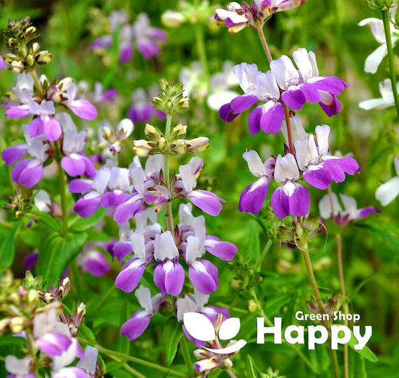 Collinsia Heterophylla