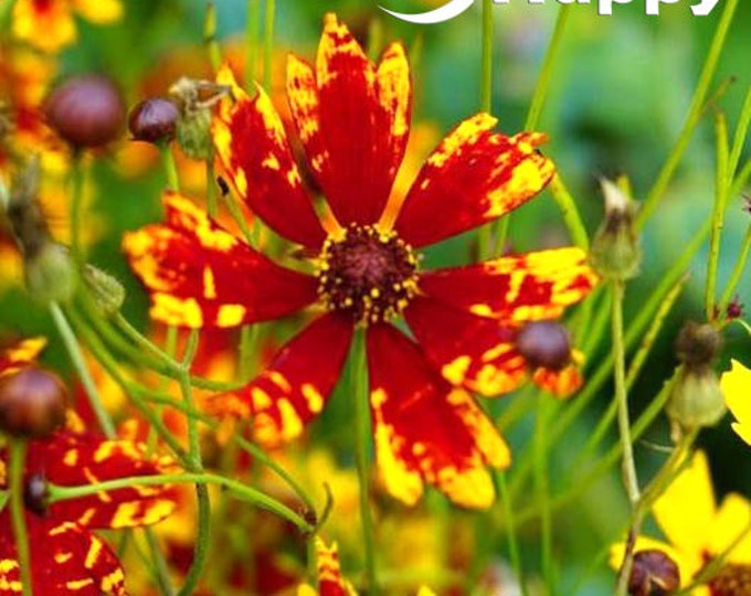 COREOPSIS BABY GOLD Coreopsis Lanceolata 150 Seeds Dwarf Perennial ...