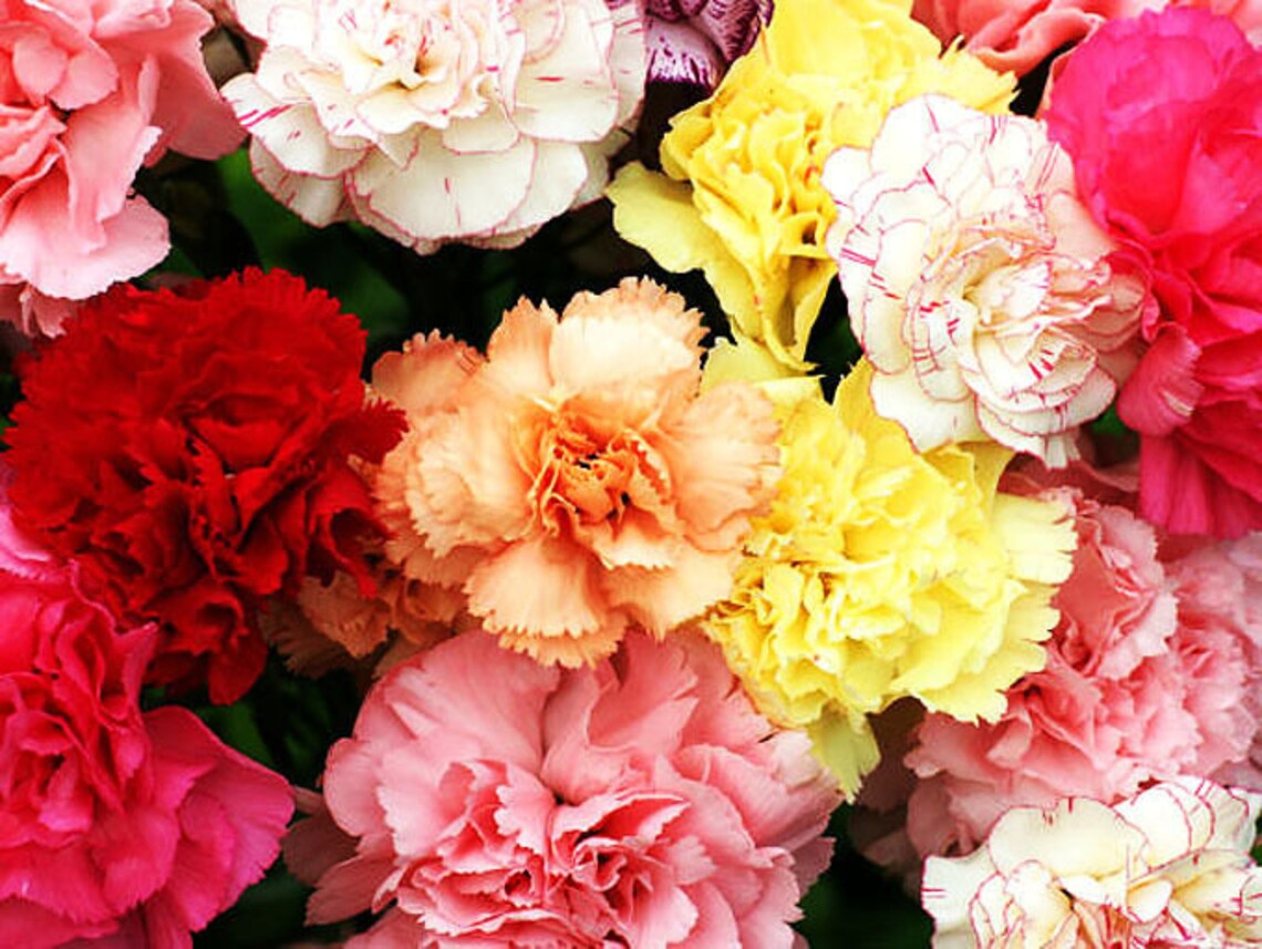 CARNATION MIX Chabaud 330 Seeds Dianthus Caryophyllus | Etsy Canada