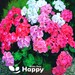 GERANIUM COLORAMA F2 MIX 10 Seeds Pelargonium Zonale - Etsy Canada