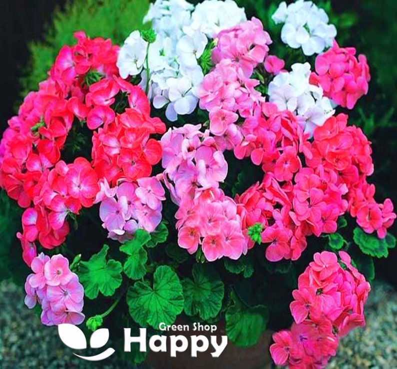 GERANIUM COLORAMA F2 MIX 10 Seeds Pelargonium Zonale - Etsy Canada