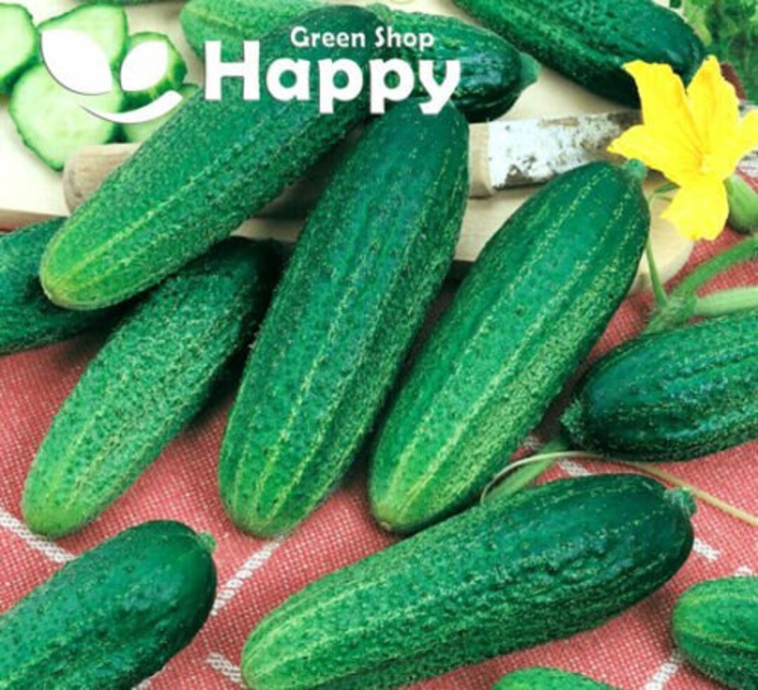 CUCUMBER F1 SANTANA 45 Seeds Smooth Pickling Cucumber - Etsy Finland