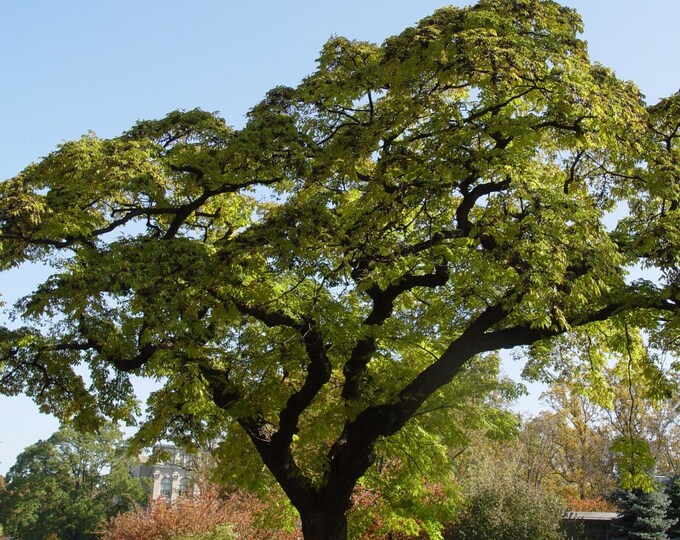 Amur Cork Tree - 30 Seeds - PHELLODENDRON AMURENSE - Great for Bonsai ...
