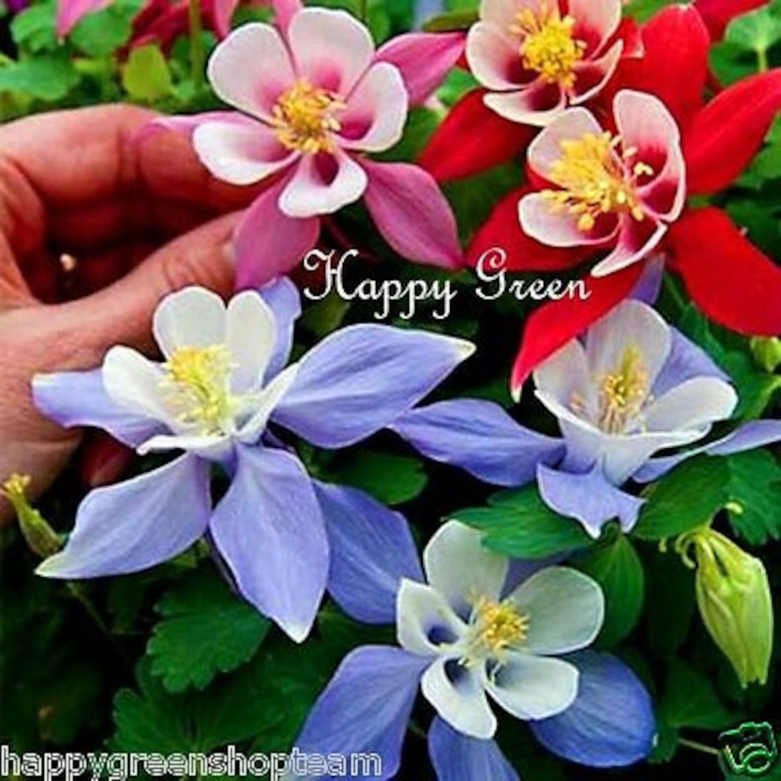 COLUMBINE MIX Mrs Scott Elliott 250 Seeds Aquilegia - Etsy Canada