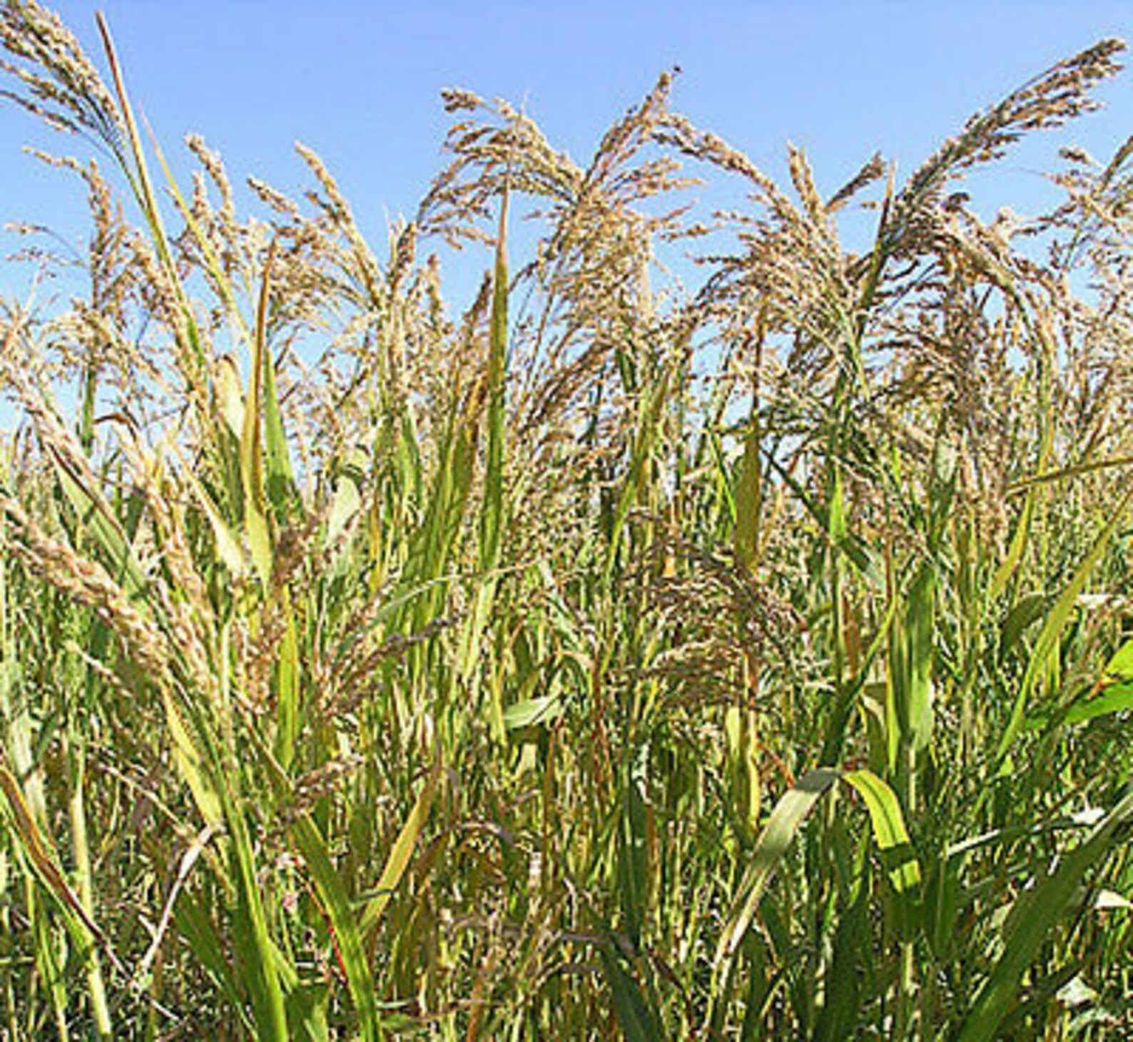 Ornamental Grass VIOLET PANIC GRASS Millet 700 Seeds - Etsy