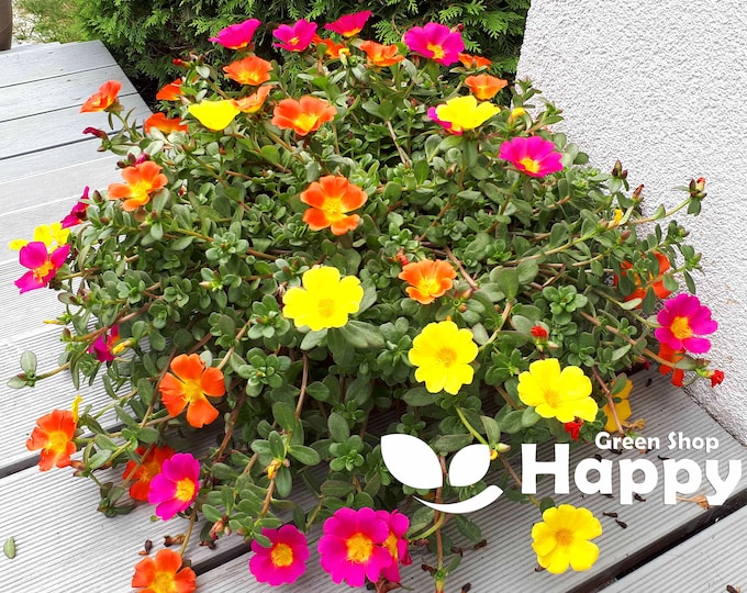 Portulaca Colorblast Double Magenta X5 or X1 Live Plant Plugs Grow Your ...