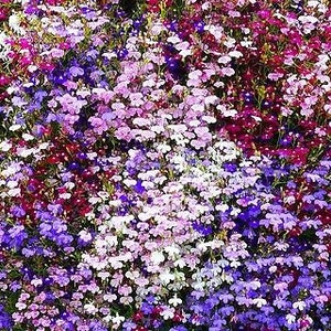 TRAILING LOBELIA CASCADE Mix - 7000 Seeds - Lobelia Pendula - Balcony ...