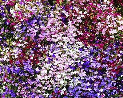 TRAILING LOBELIA CASCADE Mix - 7000 Seeds - Lobelia Pendula - Balcony ...