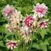 NORA BARLOW - COLUMBINE Pink - Aquilegia Vulgaris - 100 Seeds - Rare ...