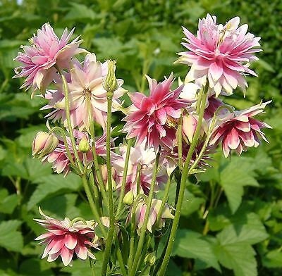 NORA BARLOW - COLUMBINE Pink - Aquilegia Vulgaris - 100 Seeds - Rare ...