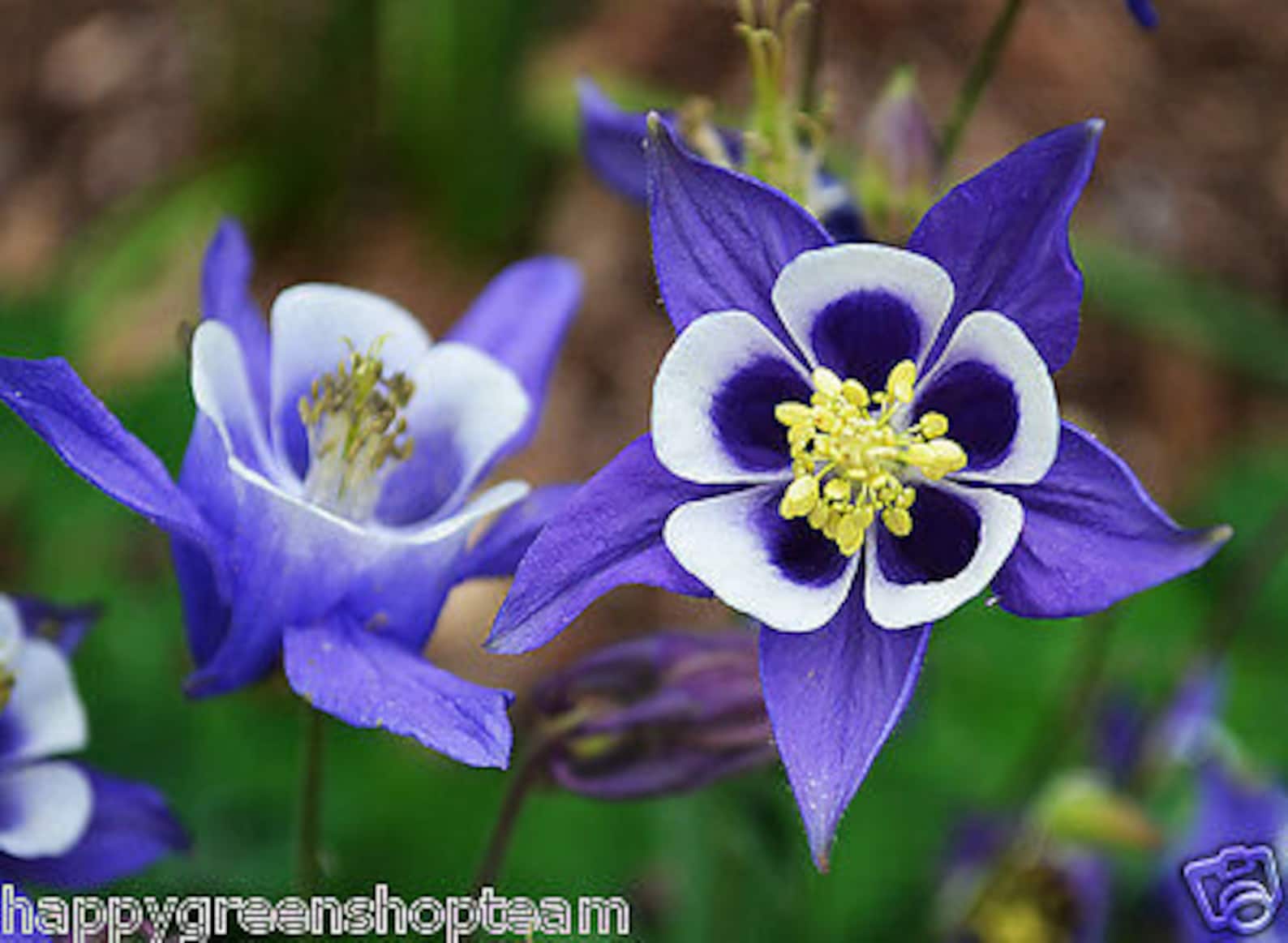 COLUMBINE MIX - Mrs Scott Elliott - 250 Seeds - Aquilegia Caerulea ...