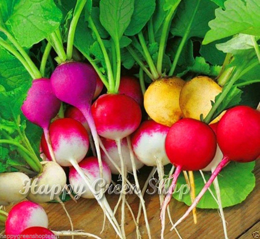 RADISH RAINBOW mixed seeds - 500 seeds - Red Yellow Purple White and ...