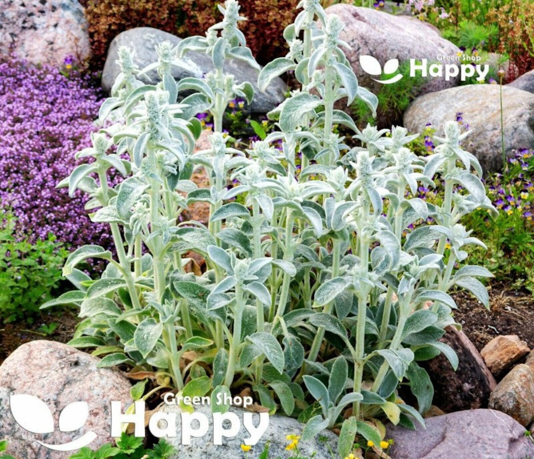 LAMB'S EAR 150 SEEDS Stachys Byzantina Lanata - Wolley Greyfoliage Pink ...