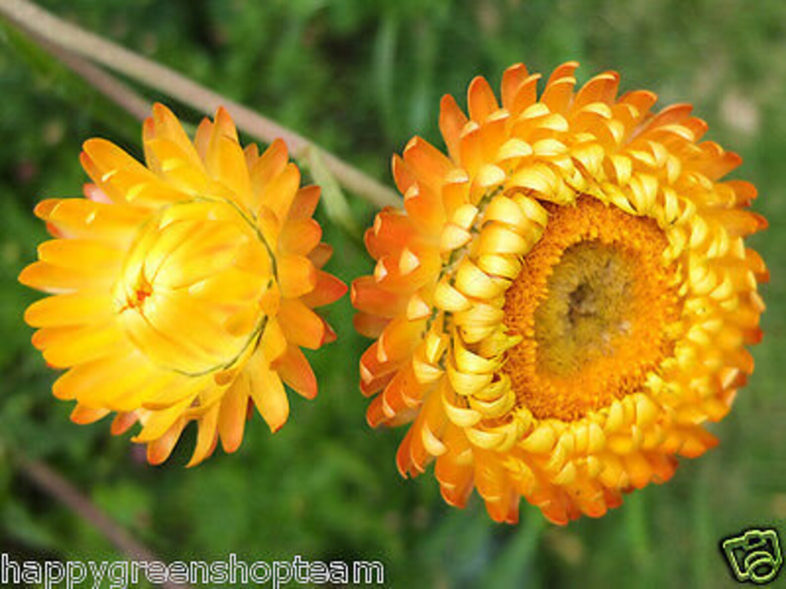 STRAWFLOWER Yellow Helichrysum bracteatum 900 seeds | Etsy