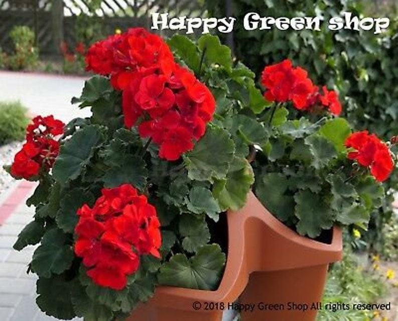 10 Seeds F2 BICOLOR RED GERANIUM Colorama Pelargonium Zonale - Etsy Canada