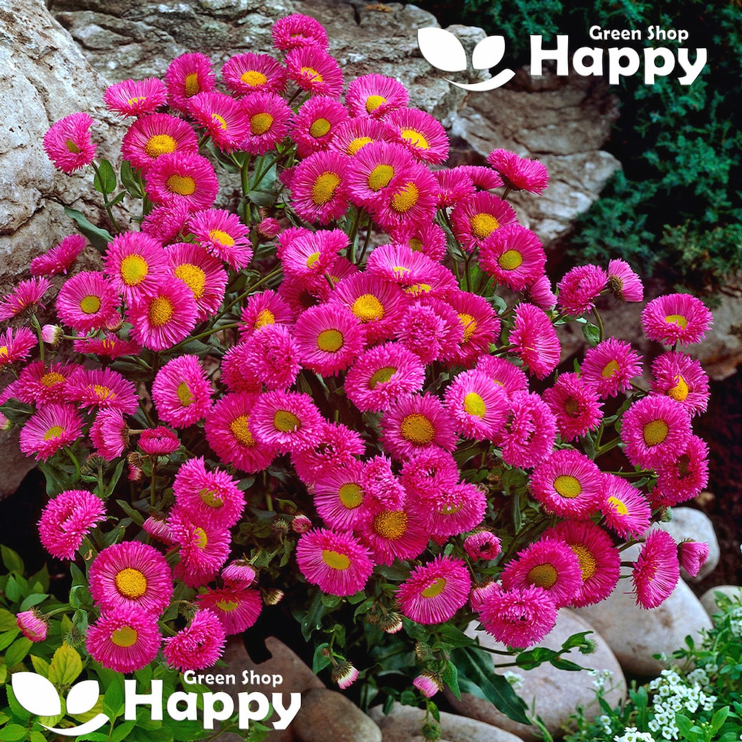 ERIGERON SPECIOSUS - Showy Fleabane Daisy - Pink Jewel - 500 Seeds ...