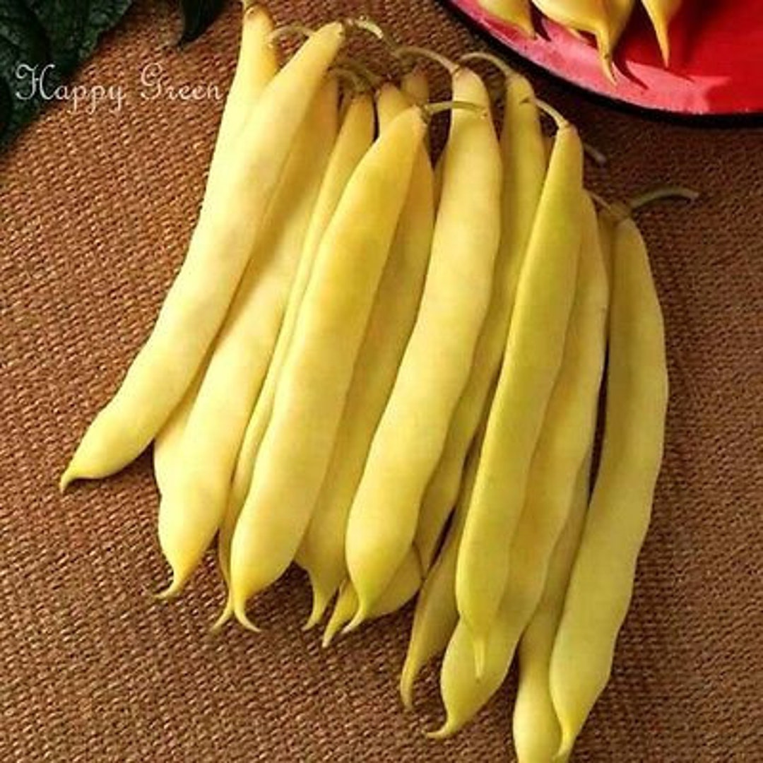 DWARF BEAN CAPITANO Yellow - 60 Seeds - Romano Type - Flat Podded ...