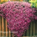 Tumbling Ted SOAPWORT – SAPONARIA OCYMOIDES - 700 Seeds - Trailing ...